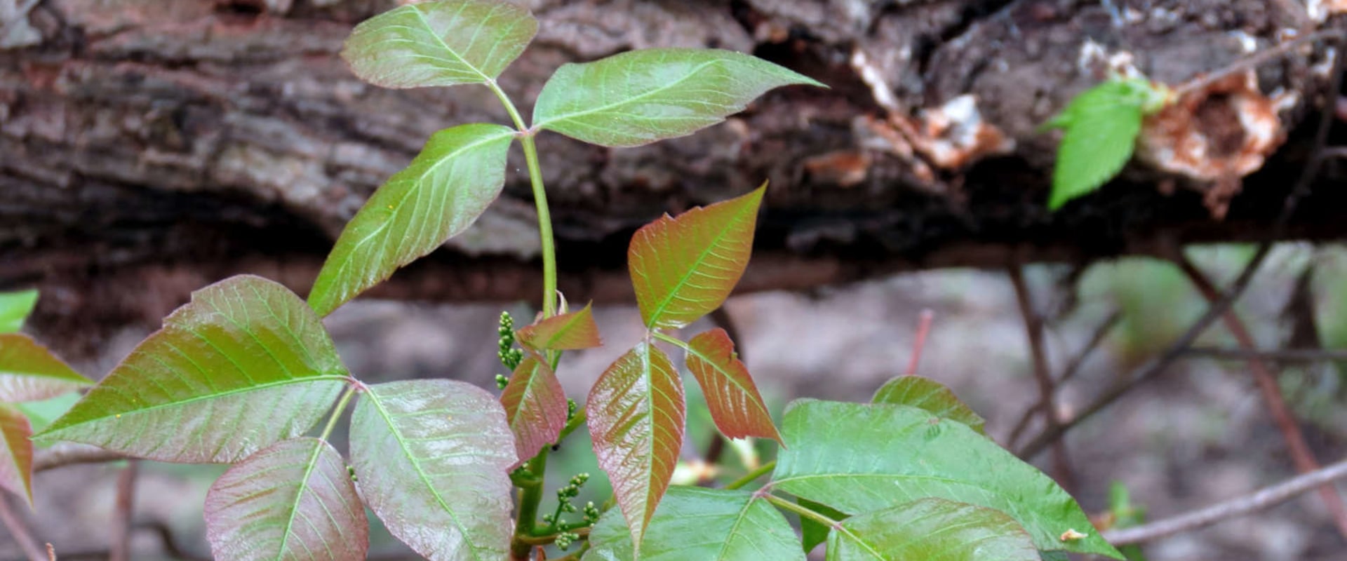 How does poison ivy control plants?