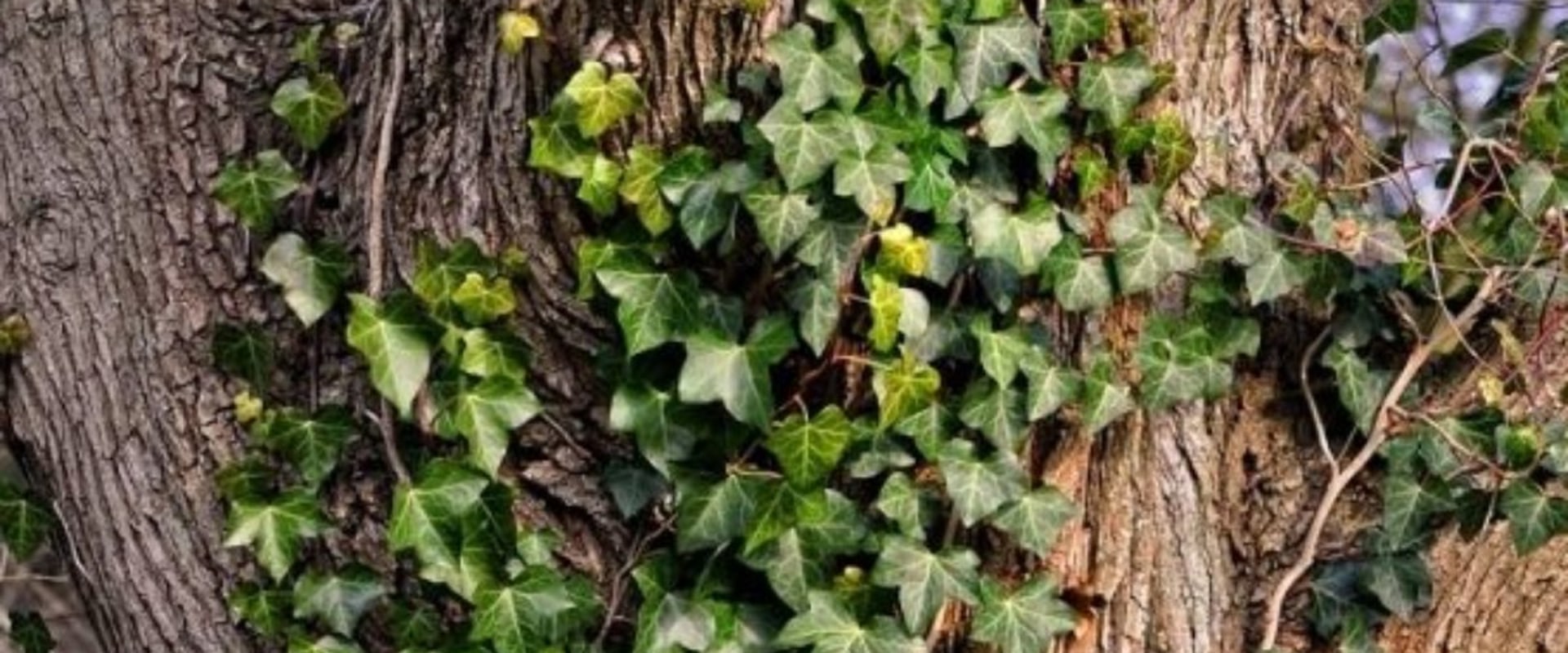 Should ivy be removed from trees?