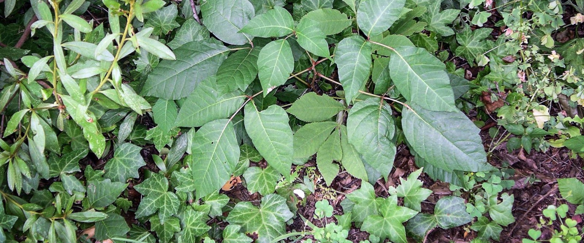 Are poison ivy roots poisonous?