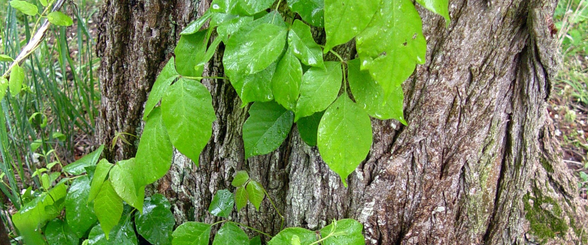 How does poison ivy kill trees?